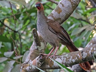 Variable Chachalaca - eBird