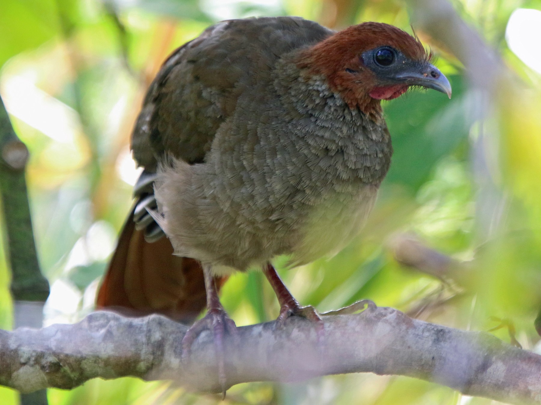 Variable Chachalaca - eBird