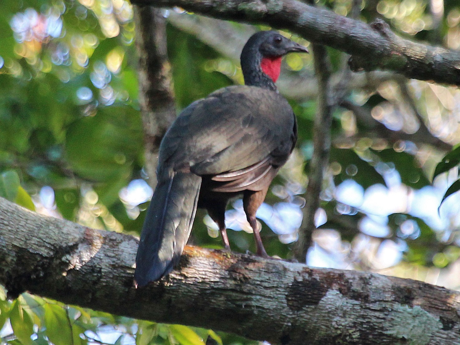 Marail Guan - eBird