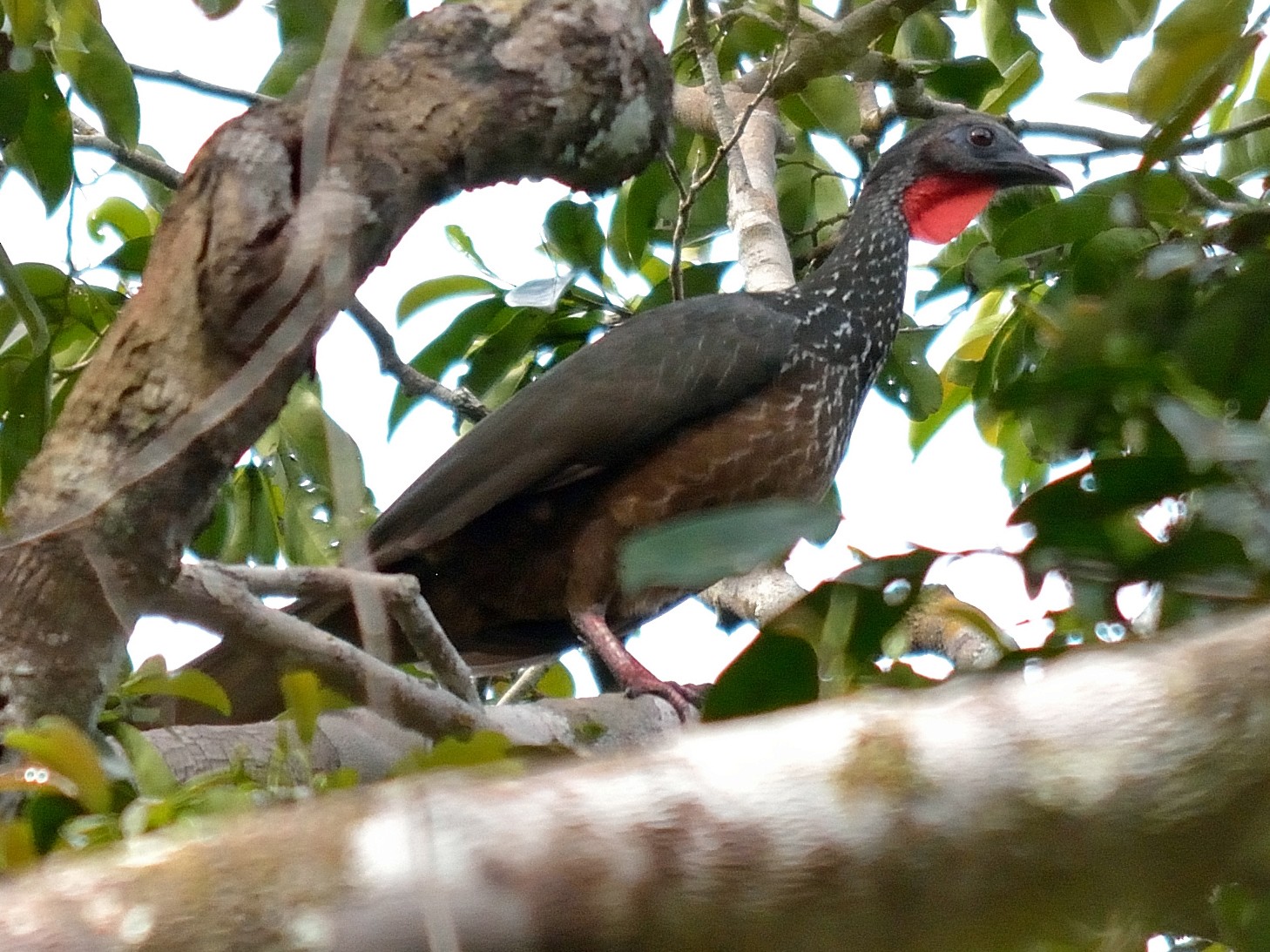 Marail Guan - eBird