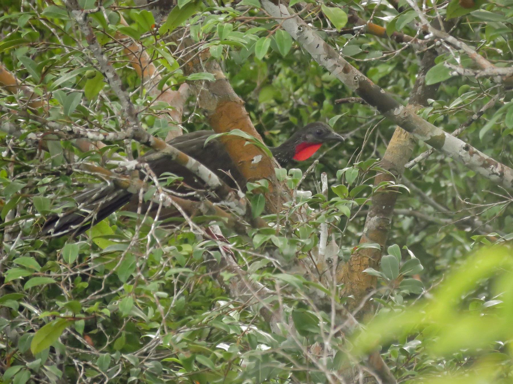 Marail Guan - eBird