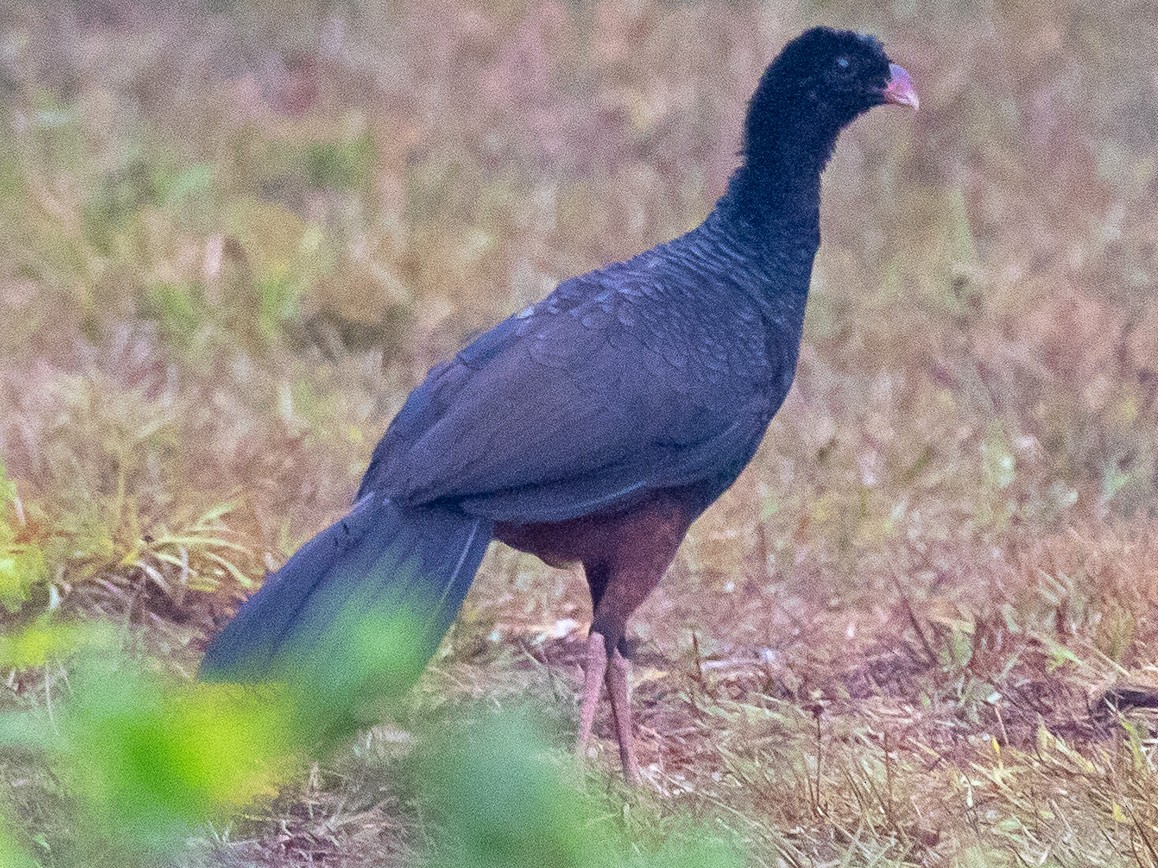 Crestless Curassow - Mitu tomentosum - Birds of the World