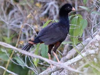 Crestless Curassow - eBird