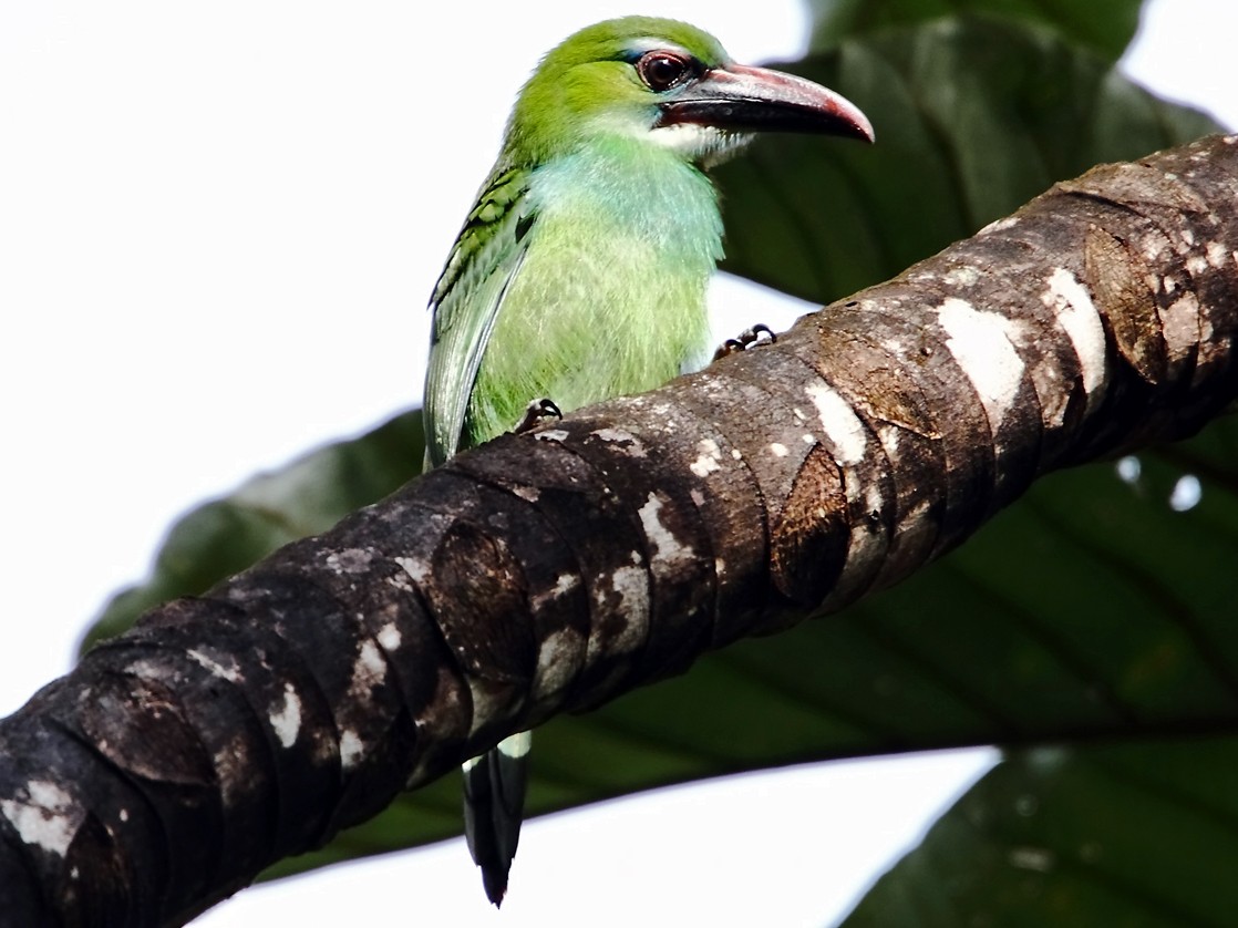 Tepui Toucanet - Aulacorhynchus whitelianus - Birds of the World