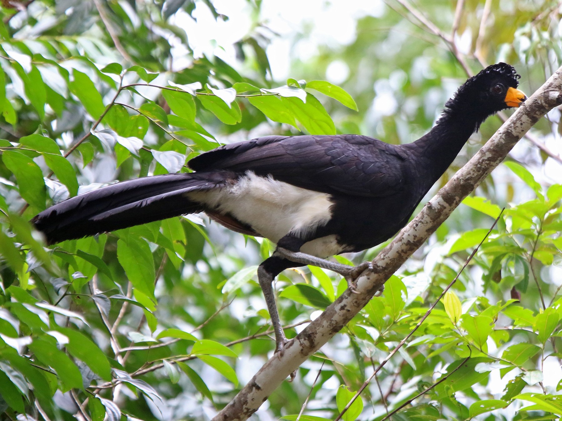 Paují Culo Blanco - eBird
