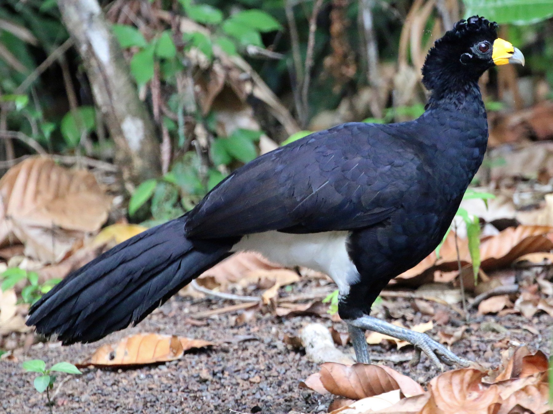 Black Curassow - eBird