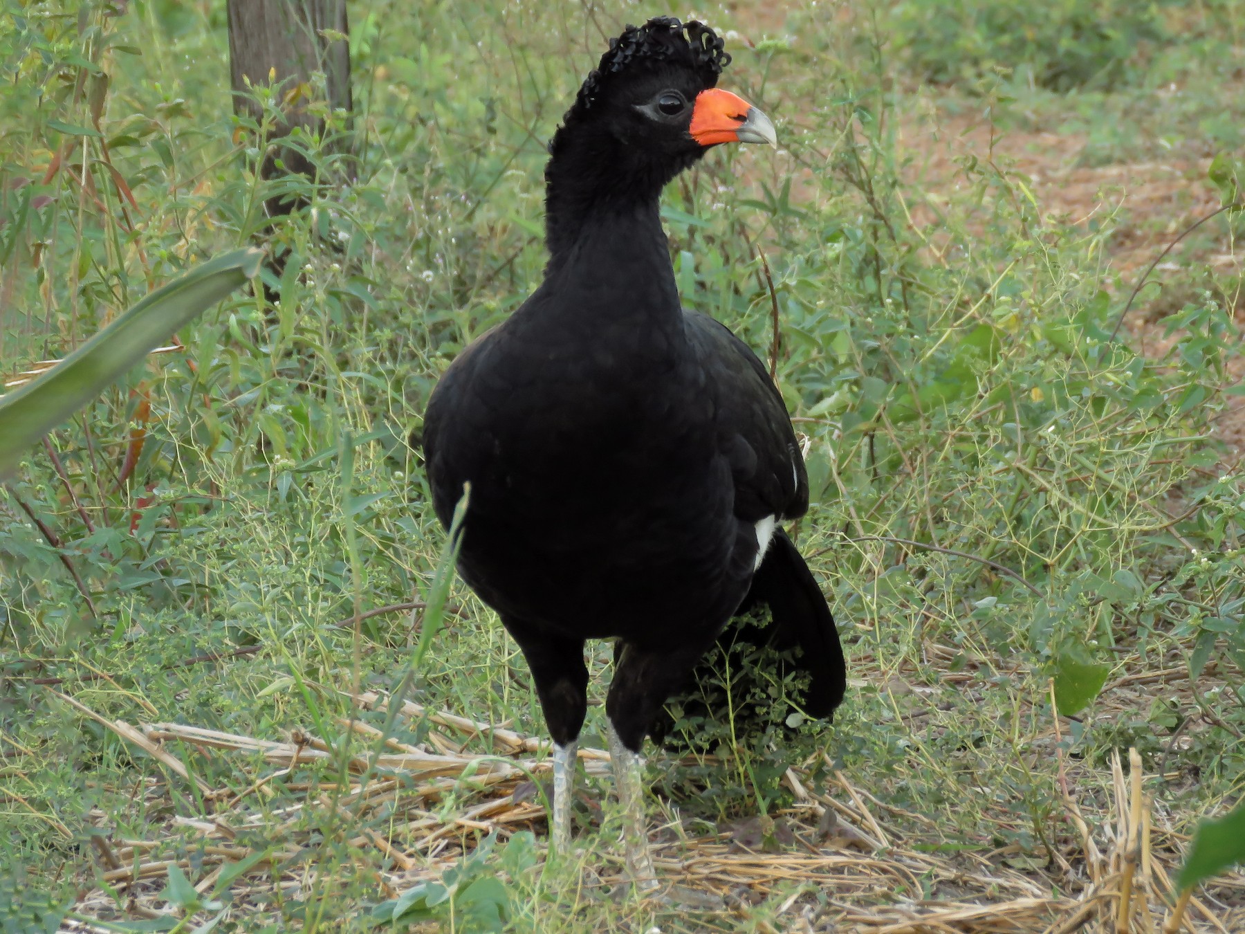 Paují Culo Blanco - eBird