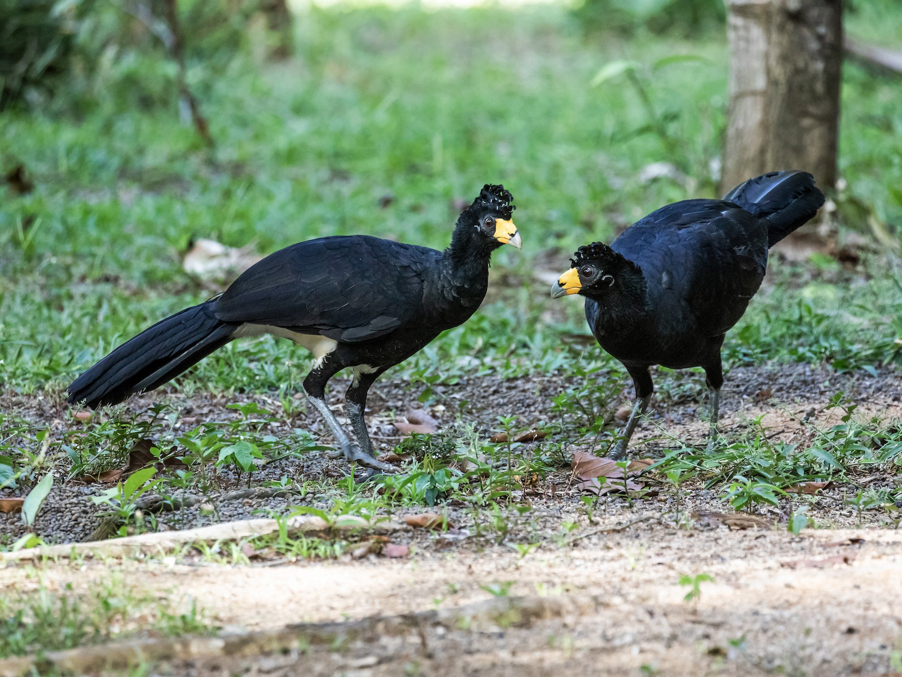 Black Curassow - eBird