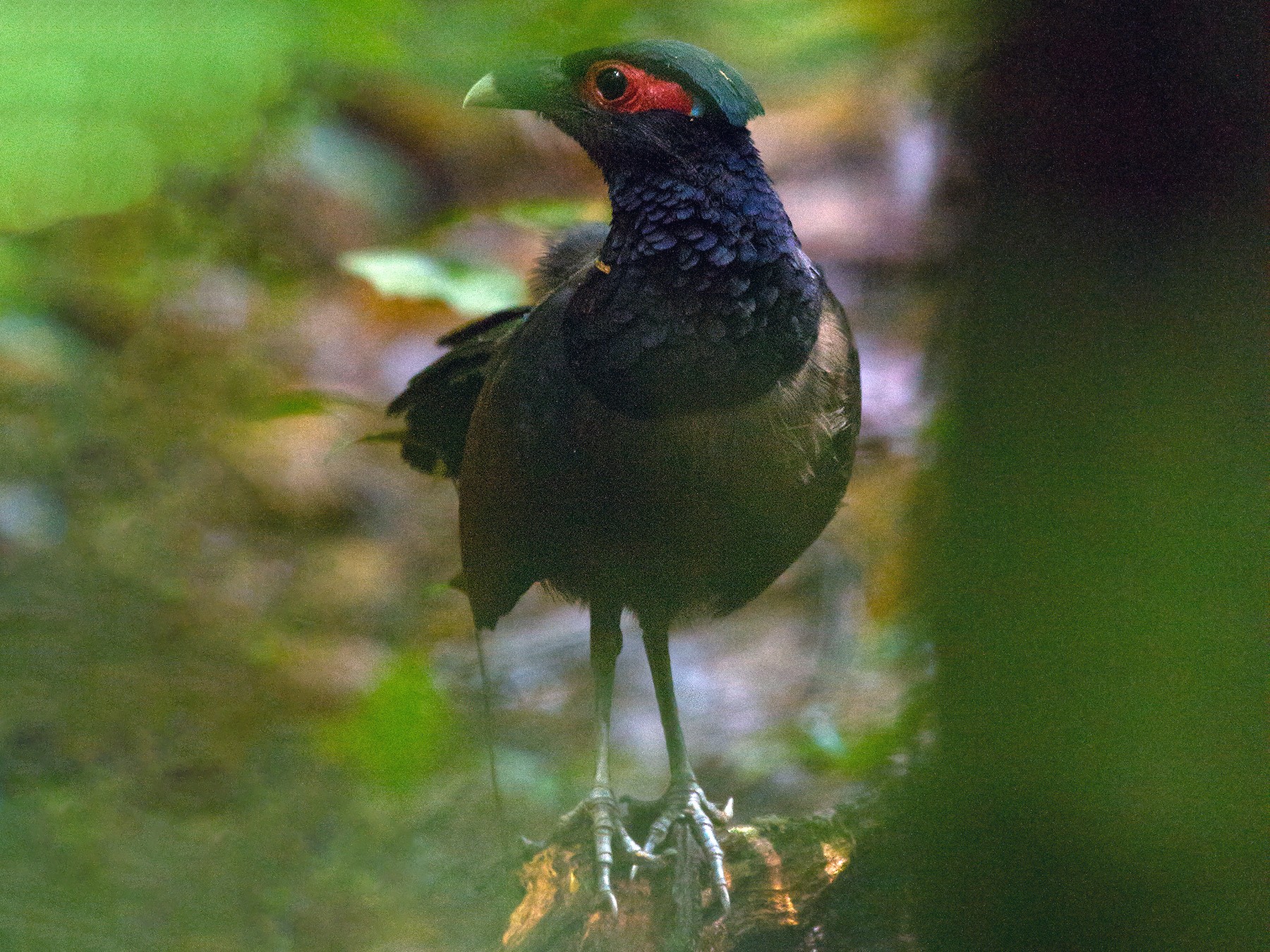 Rufous-winged Ground-Cuckoo - eBird