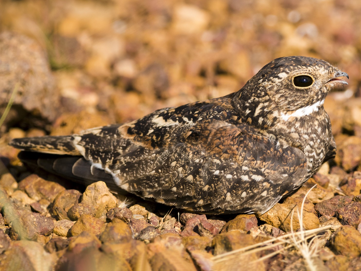 Least Nighthawk - eBird