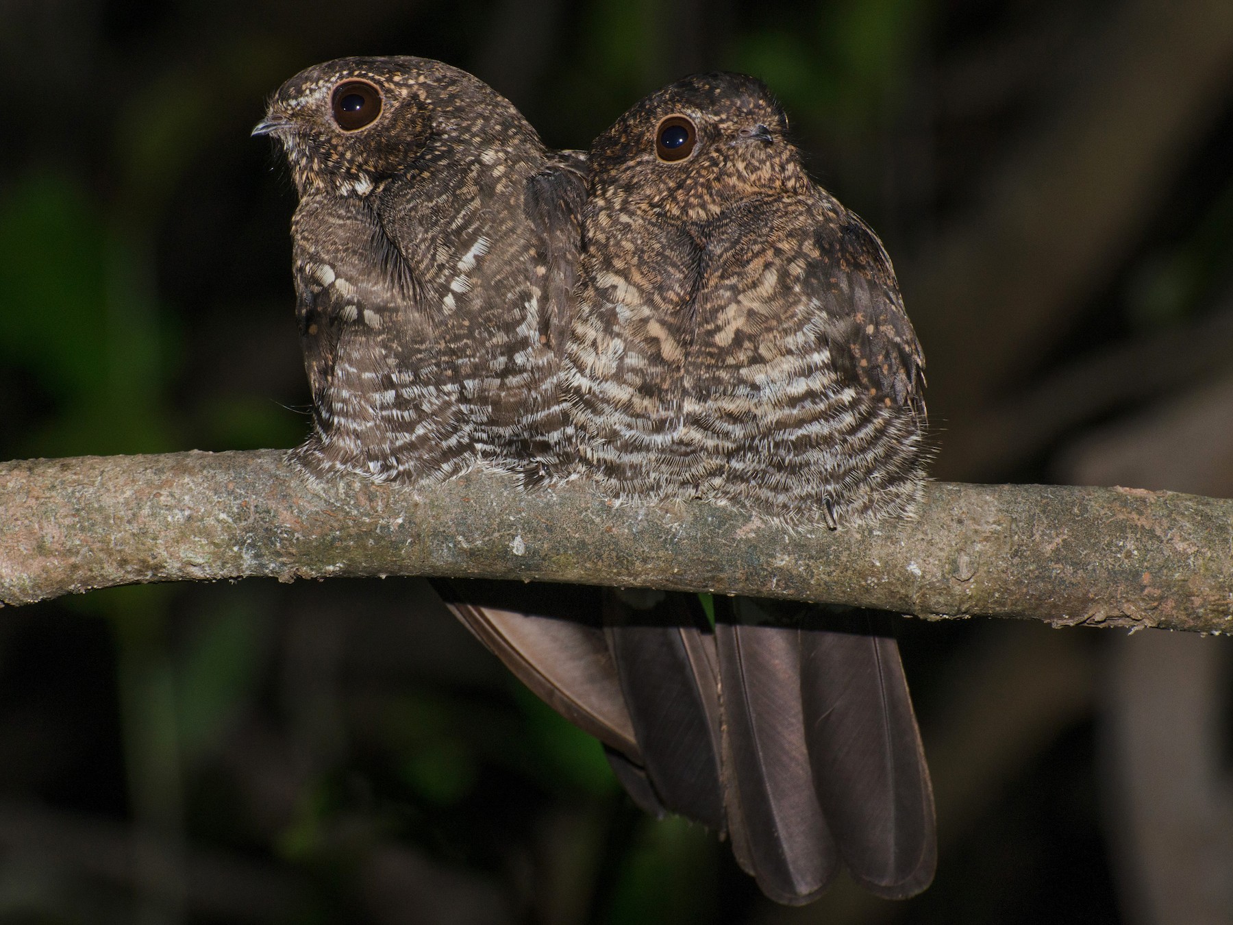 Band-tailed Nighthawk - eBird