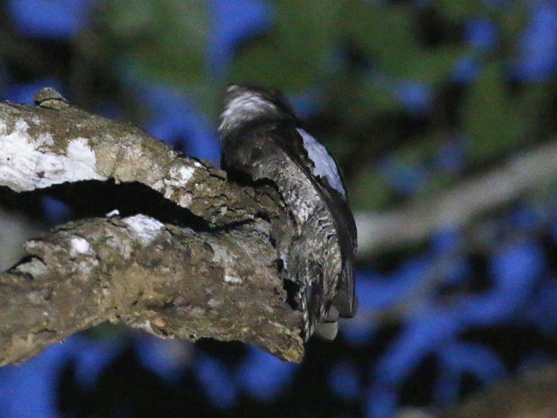 White-winged Potoo - eBird