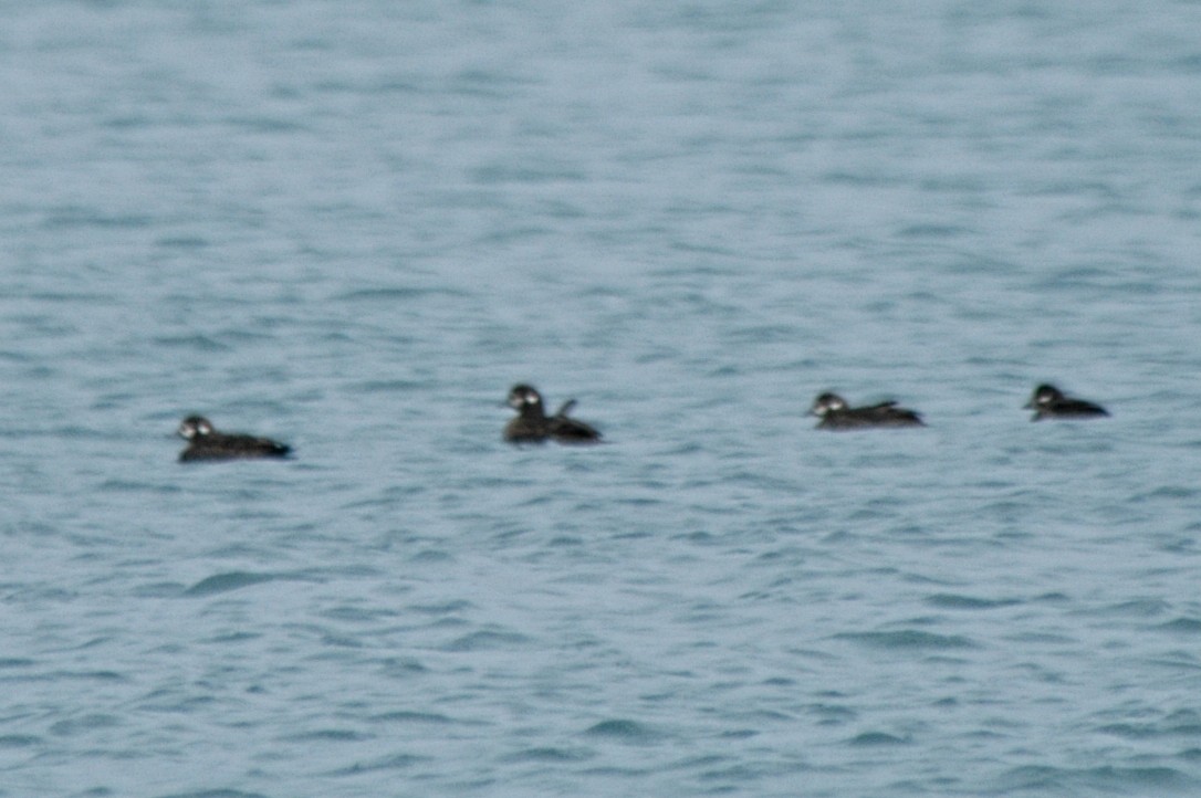eBird Checklist - 9 Aug 2009 - Seward - 18 species