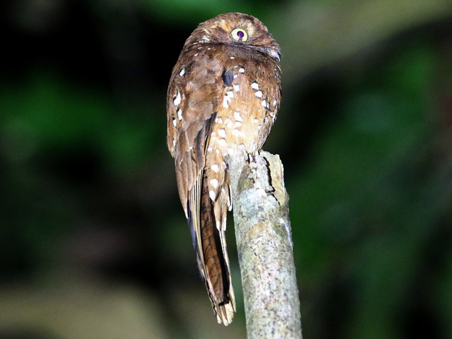 Rufous Potoo - eBird