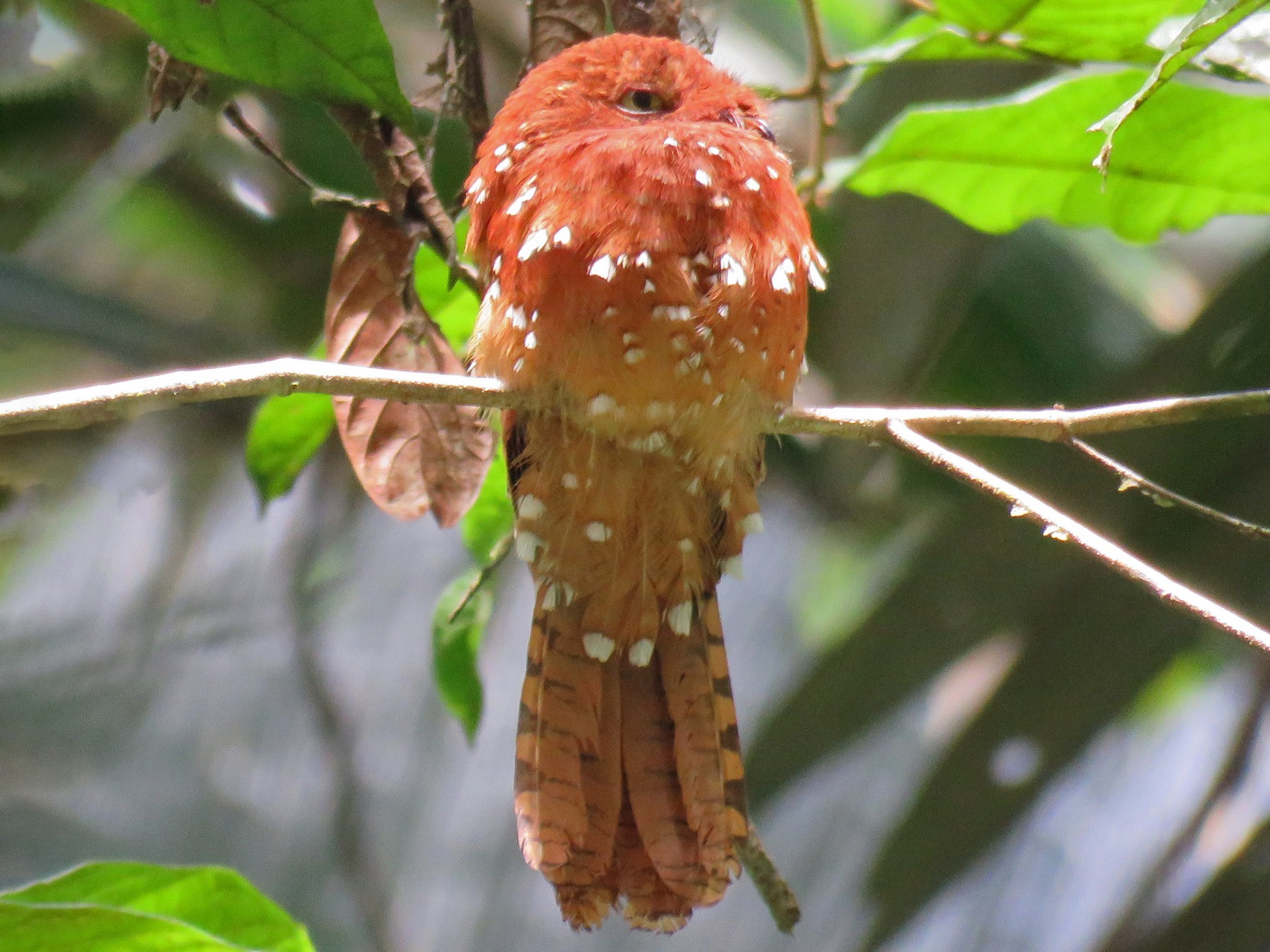 Rufous Potoo - eBird
