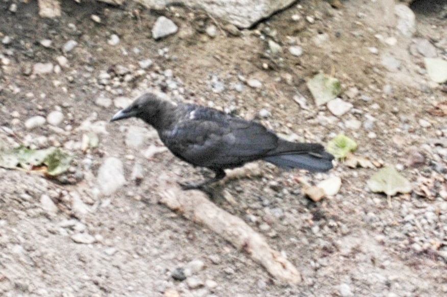 eBird Checklist - 11 Aug 2009 - Ketchikan - 2 species