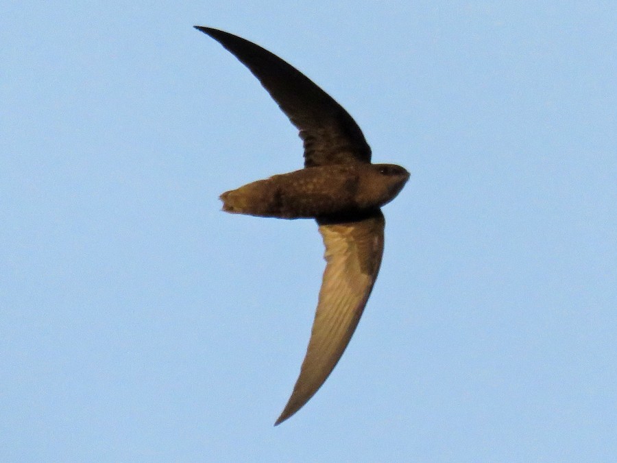 Chapman's Swift - eBird