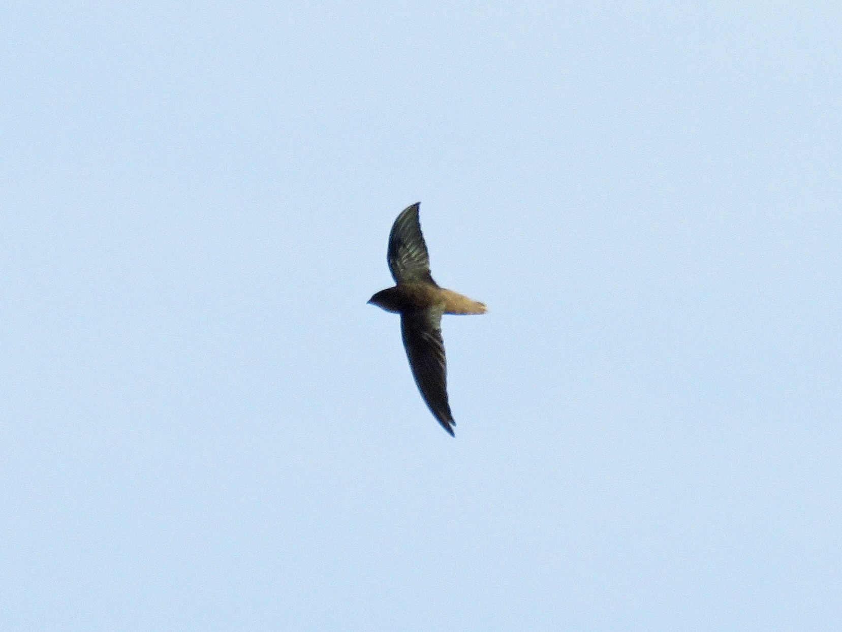 Chapman's Swift - eBird