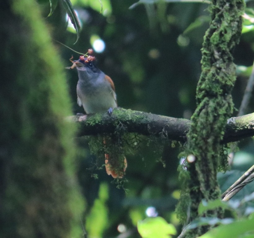 Identification Birds Of Spain Images