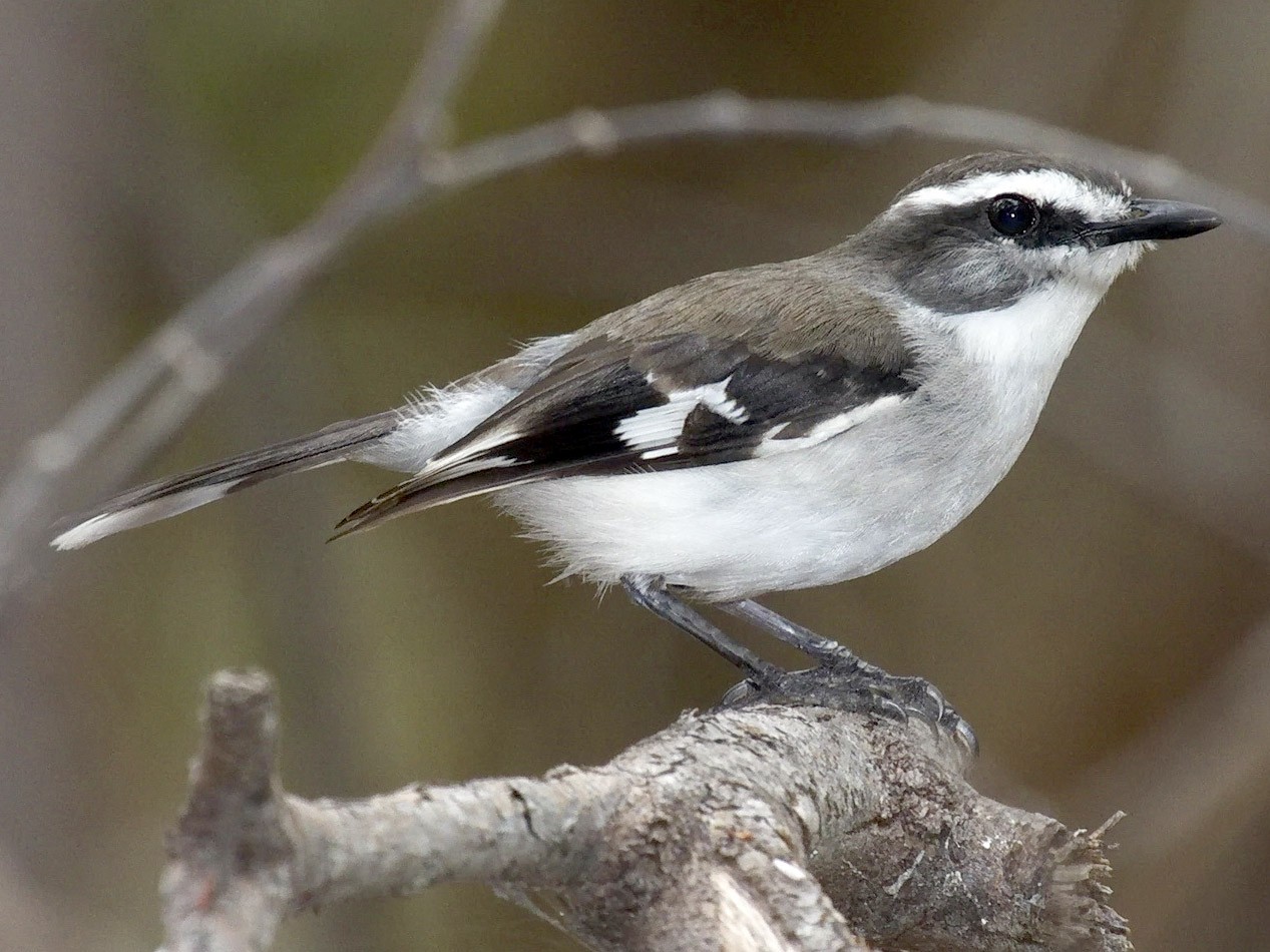 White-browed Robin - eBird