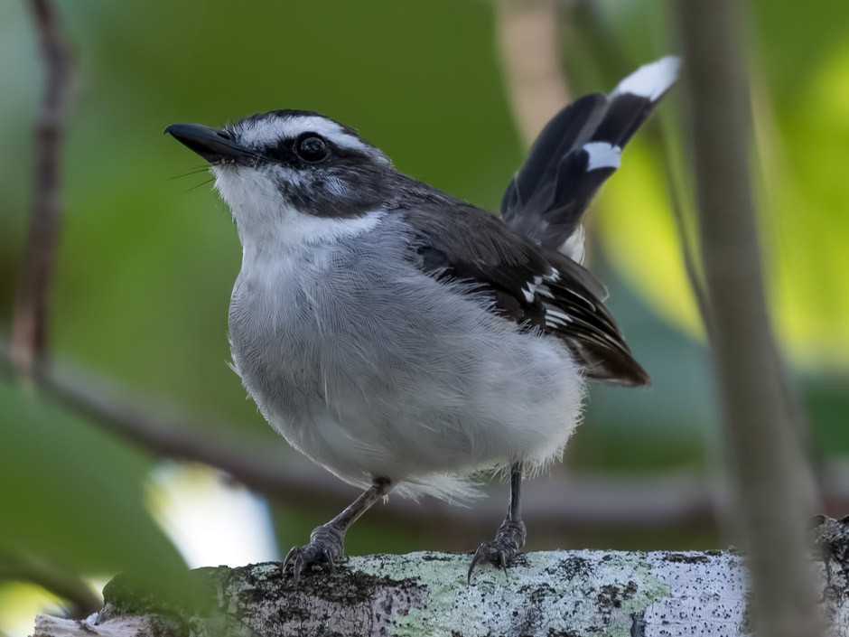 White-browed Robin - eBird