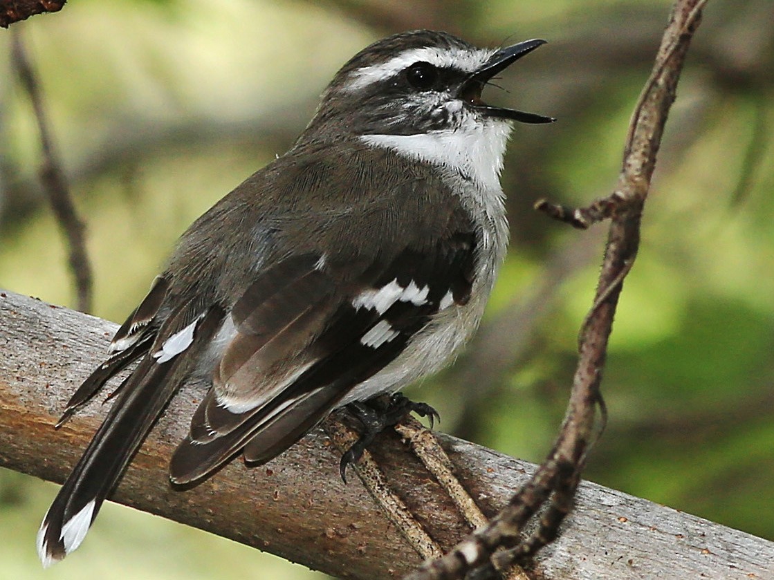 White-browed Robin - eBird
