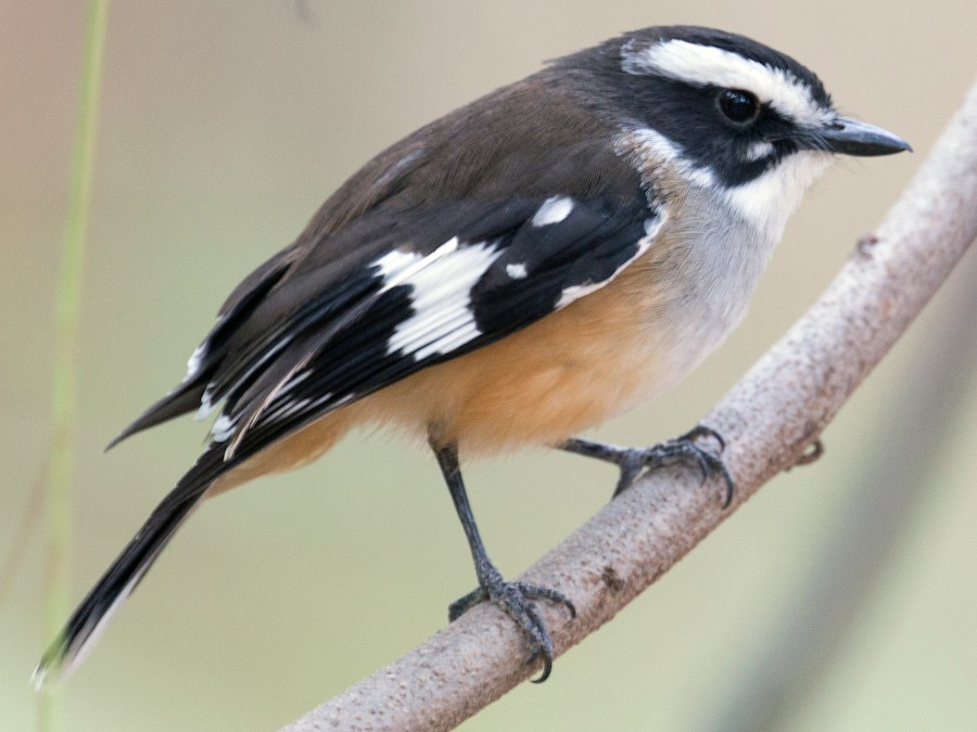 Buff-sided Robin - eBird