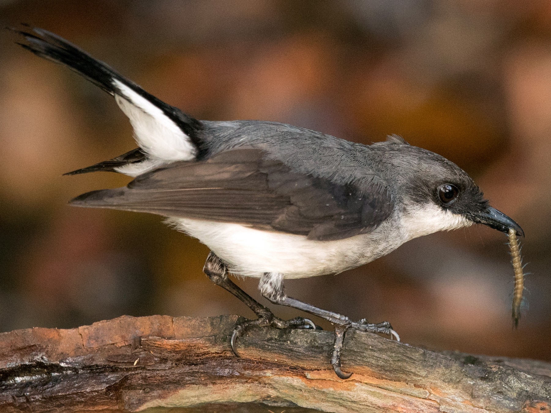 Mangrove Robin - eBird
