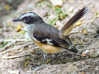 Buff-sided Robin - eBird