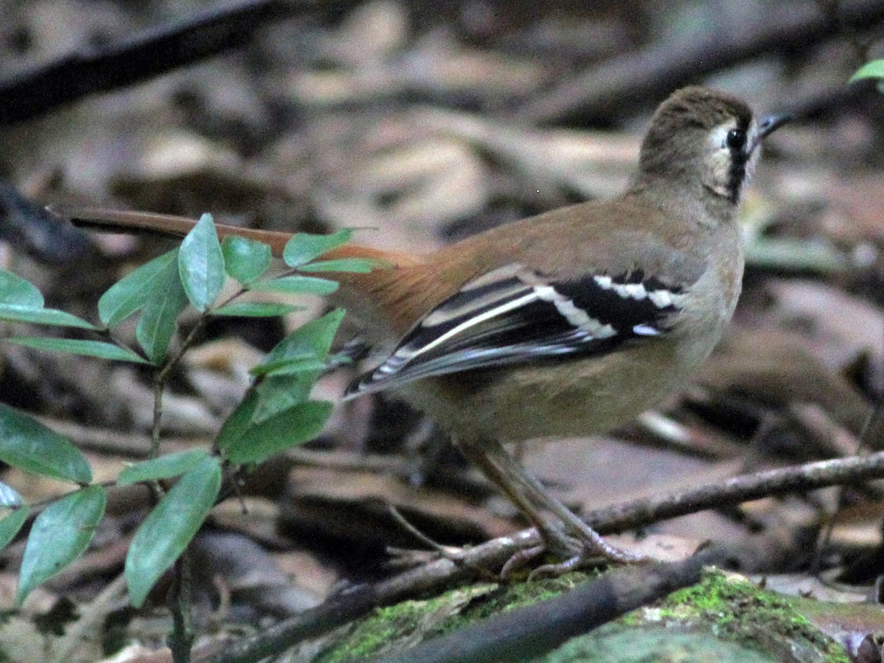 Northern Scrub-Robin - eBird