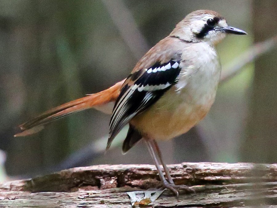 Northern Scrub-Robin - eBird