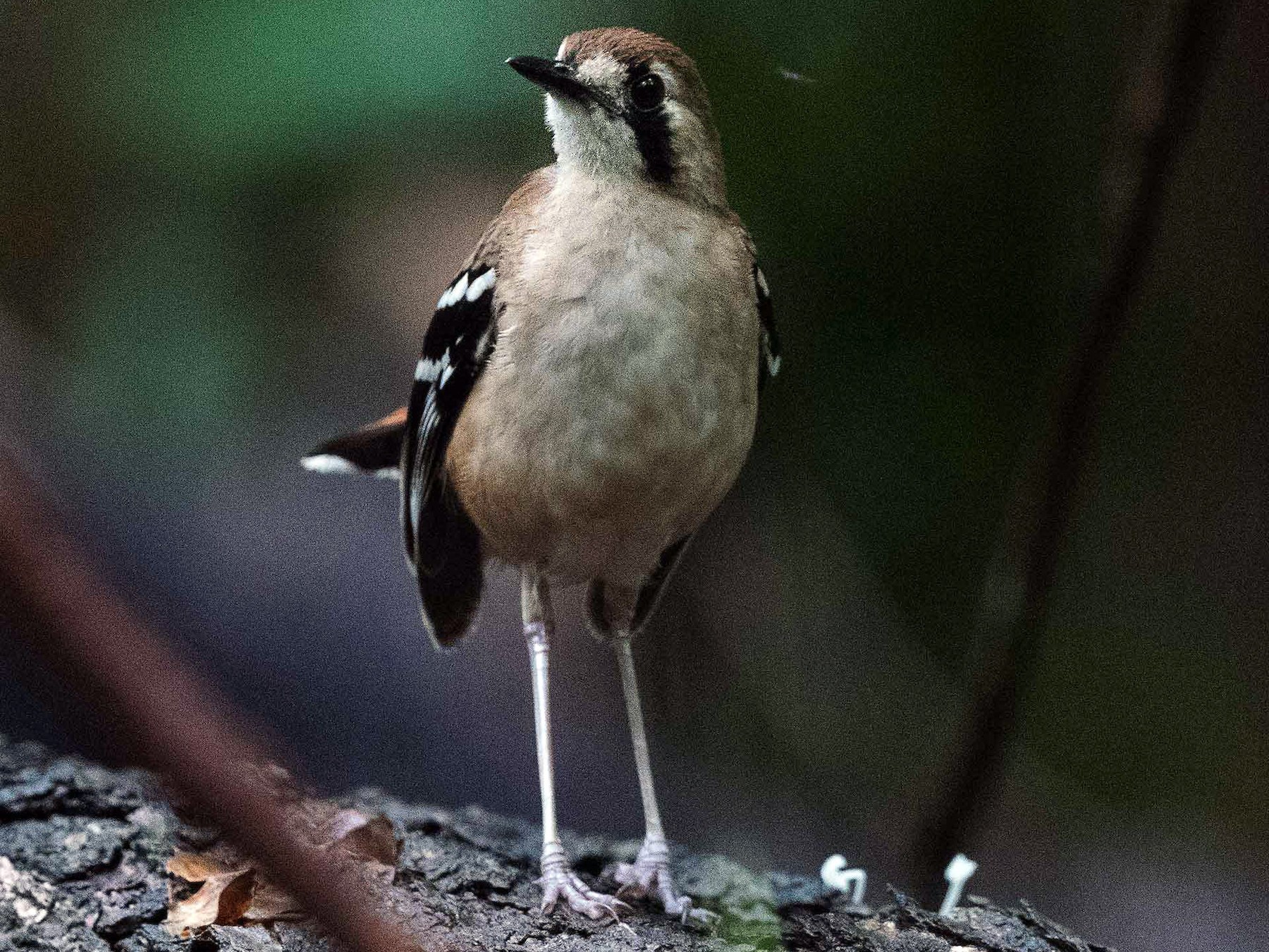 Northern Scrub-Robin - eBird