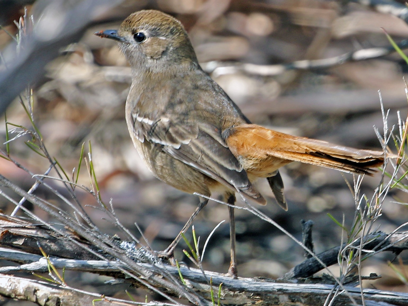 Southern Scrub-Robin - eBird