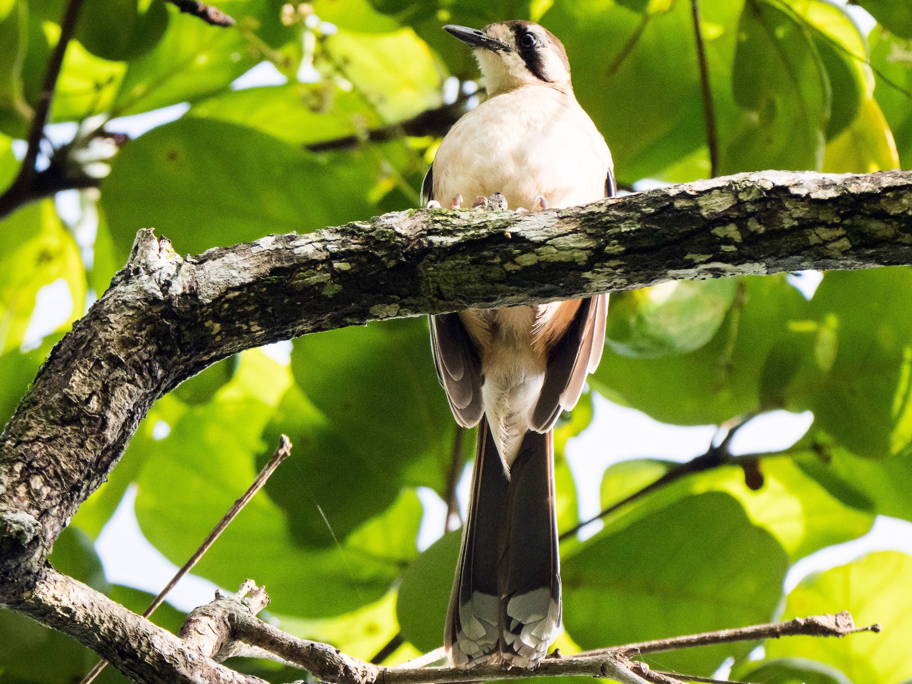 Northern Scrub-Robin - eBird