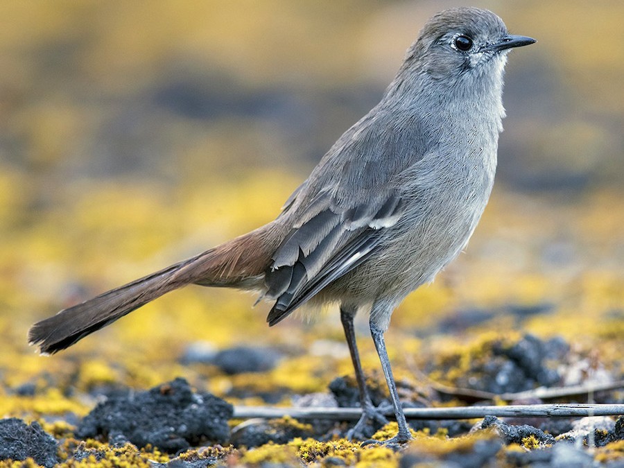 Southern Scrub-Robin - eBird