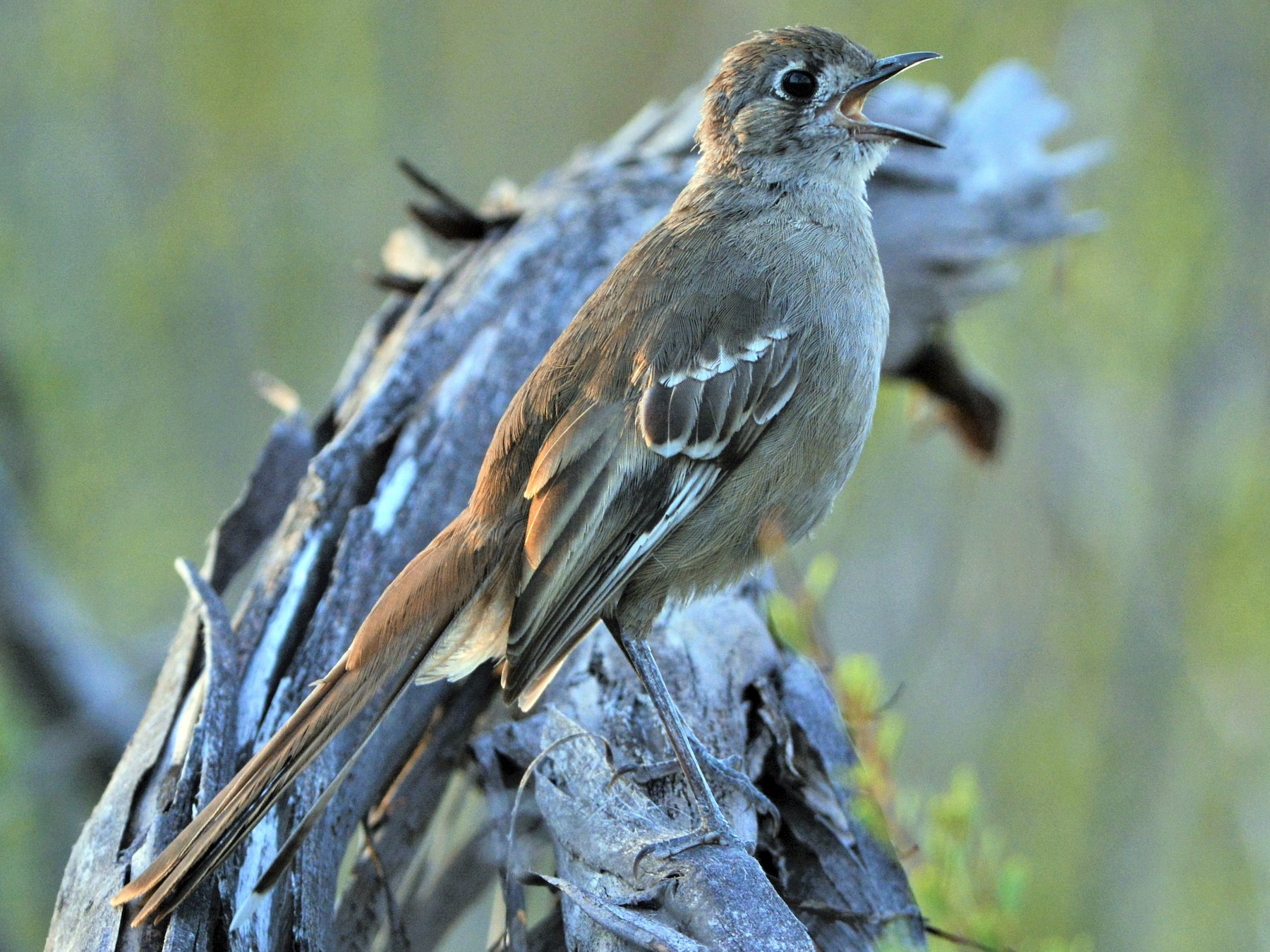 Southern Scrub-Robin - eBird