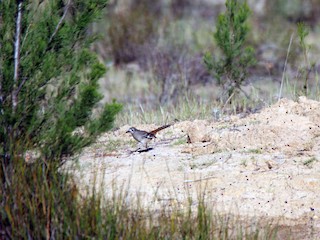 Southern Scrub-Robin - eBird