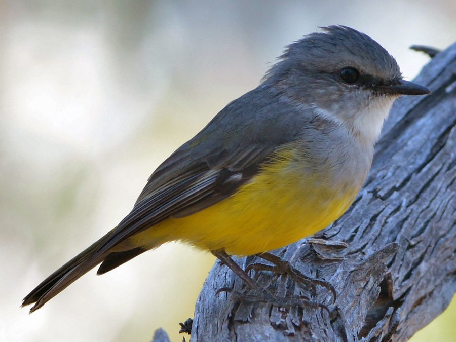 Western Yellow Robin - eBird