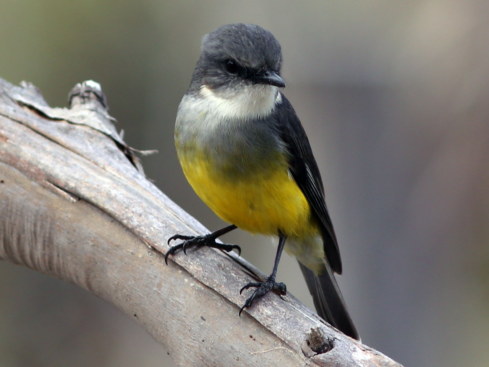 Western Yellow Robin - eBird