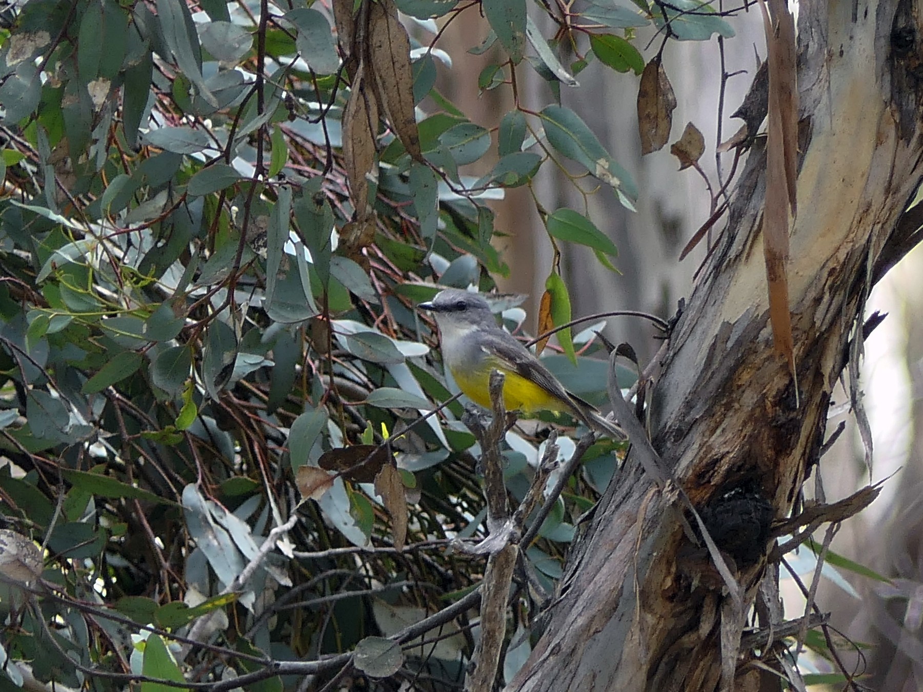 Western Yellow Robin - eBird
