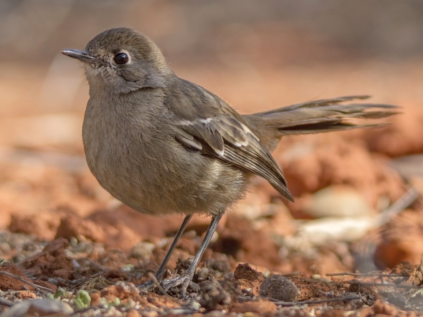 Southern Scrub-Robin - eBird
