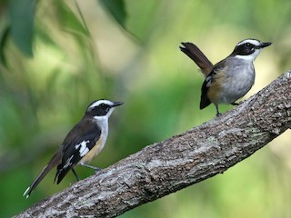 Buff-sided Robin - eBird