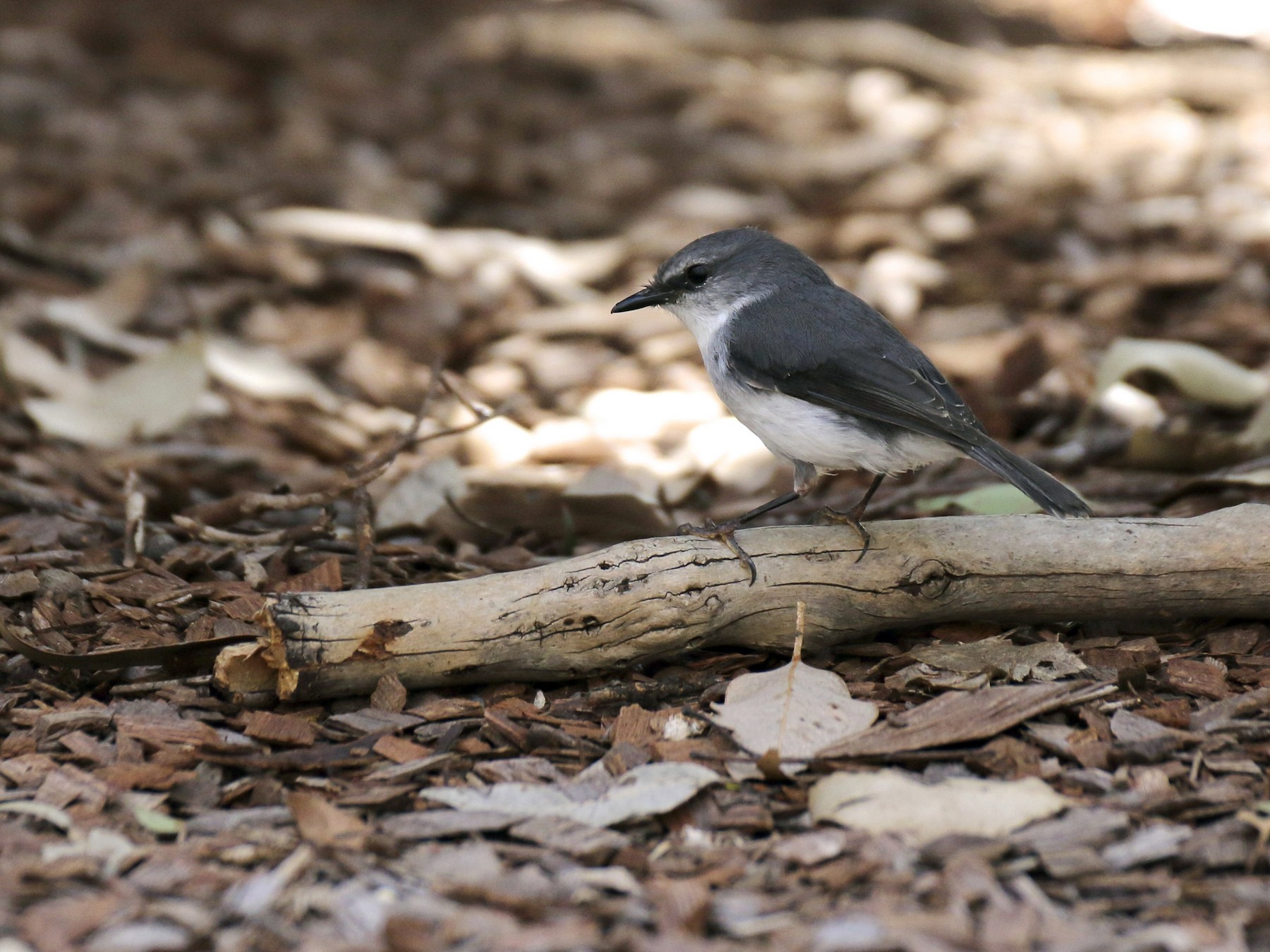 White-breasted Robin - eBird