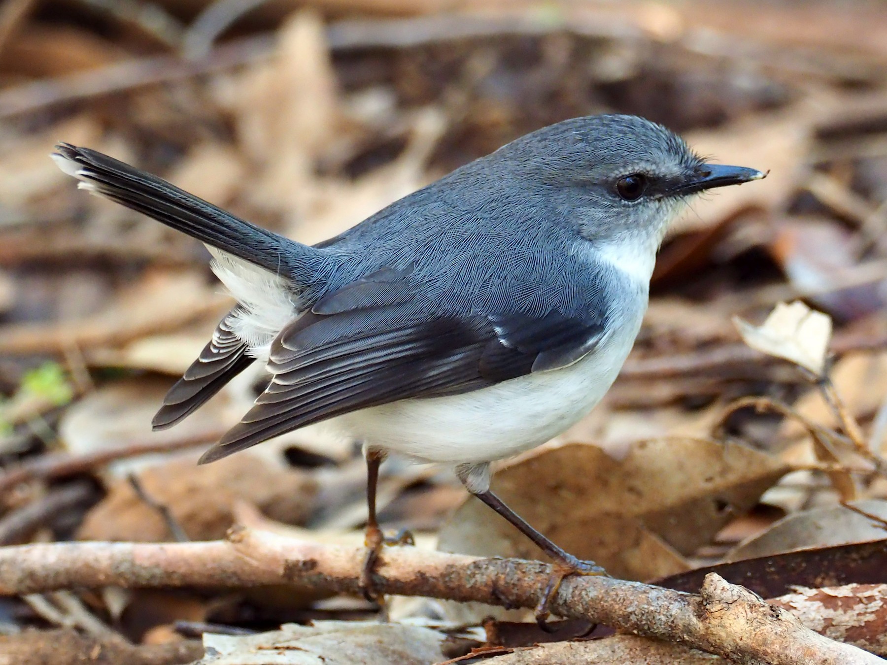 White-breasted Robin - eBird