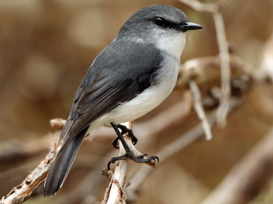 White-breasted Robin - eBird