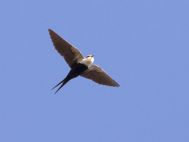 White-backed Swallow - eBird