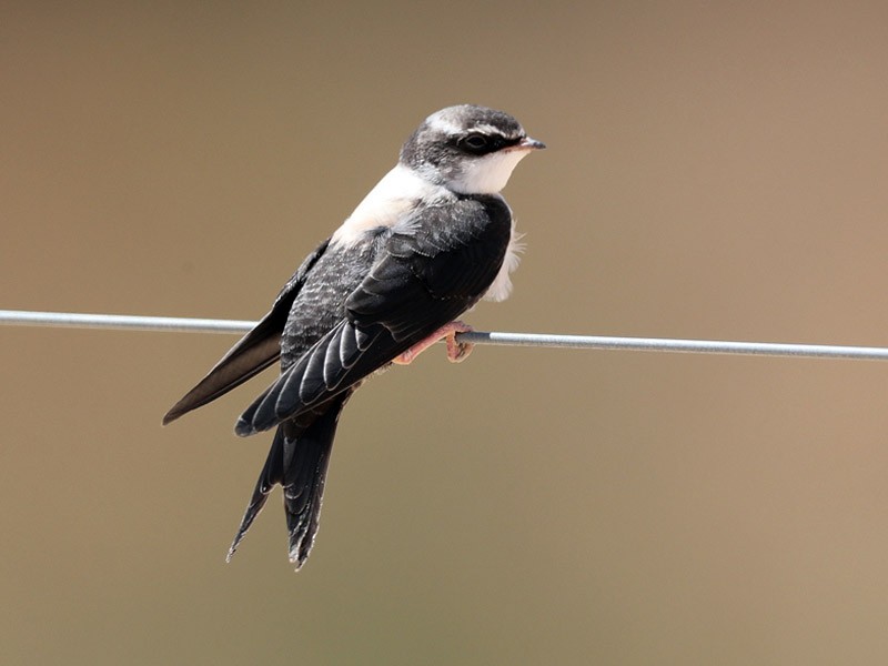 White-backed Swallow - eBird