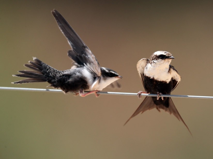 White-backed Swallow - eBird