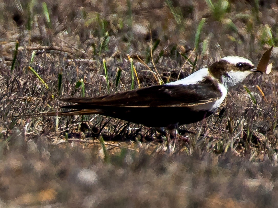 White-backed Swallow - eBird