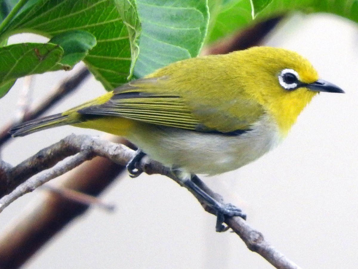 Ashy-bellied White-eye - Zosterops citrinella - Birds of the World